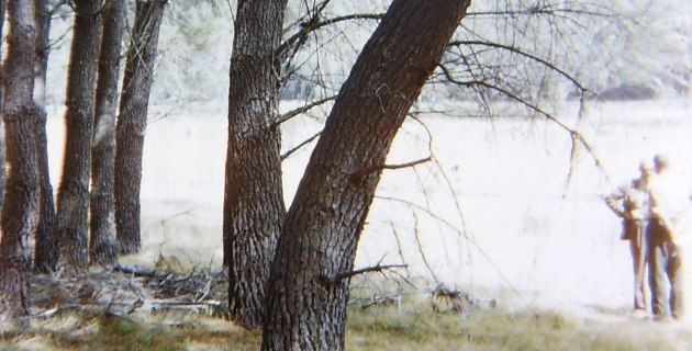 Reaction wood - Australian Wood Review