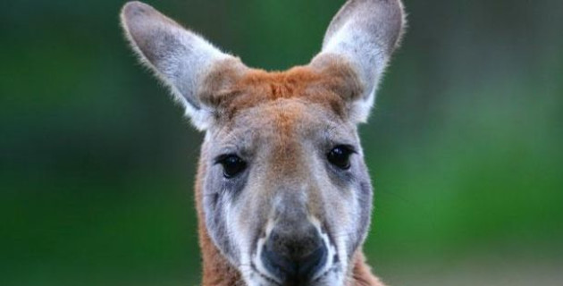 'Save the roo' Aussie-made campaign hops on - PKN Packaging News