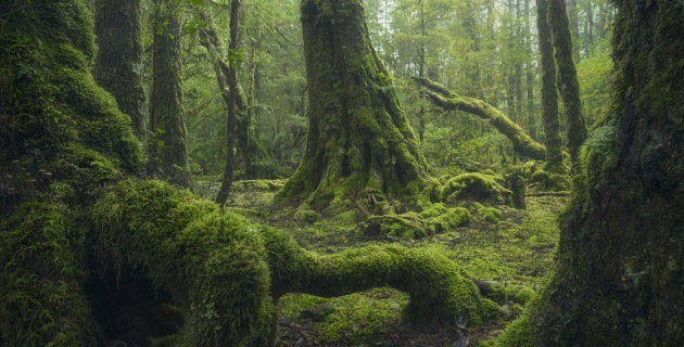 Tree therapy: How to photograph rainforests (Part one) - Australian ...