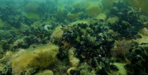 Shellfish reefs breathing life into Port Phillip Bay - Fishing World