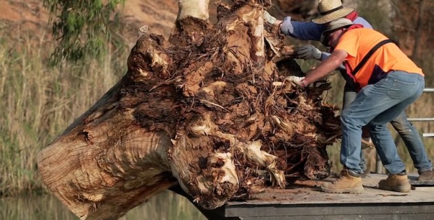 VIDEO: More snags in the Murray River - Fishing World