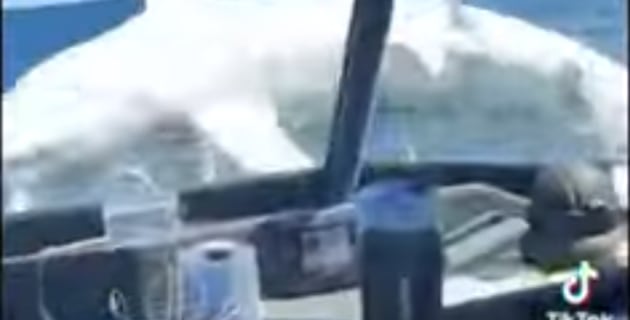 Mako shark jumps in boat - Fishing World