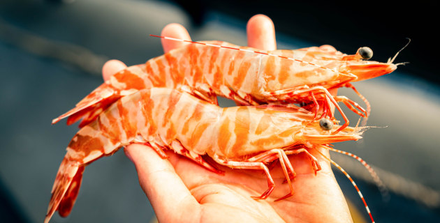 Australian prawn sustainability on the rise - Food & Drink Business