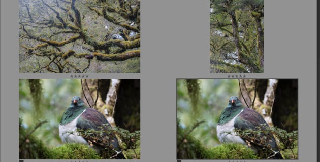 Video: How to use Lightroom's Survey view to quickly review images ...