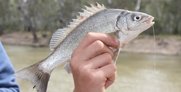 New publication on silver perch - Fishing World