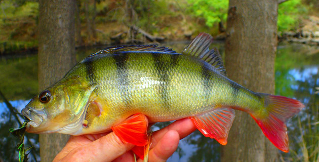 OPINION: Redfin on the rise - Fishing World