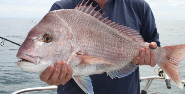 Snapper survey reveals baby boom in Port Phillip - Fishing World