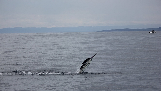 Late season marlin bite off Jervis Bay - Fishing World