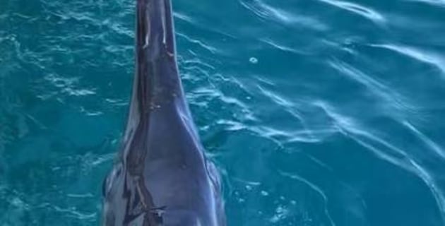 First Vic swordfish satellite tagged - Fishing World