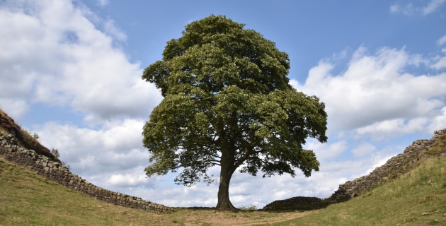 One of England's most famous trees deliberately felled - Australian ...