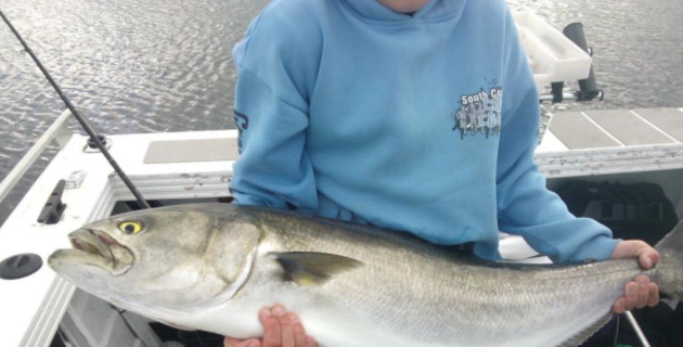 Massive tailor landed in NSW - Fishing World