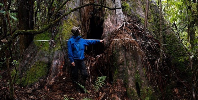 Tassie's widest tree discovered in proposed logging area - Australian ...