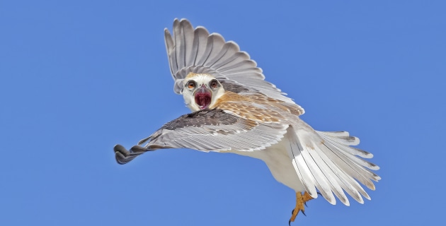 10 tips for better bird photos - Australian Photography