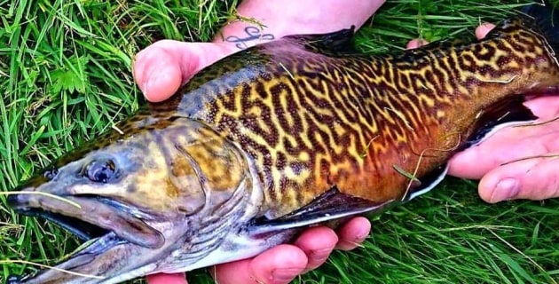 Tiger trout for Vic lakes - Fishing World