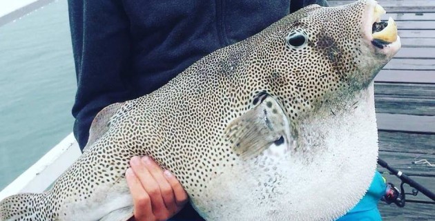 Massive toadie caught from Urangan Pier - Fishing World