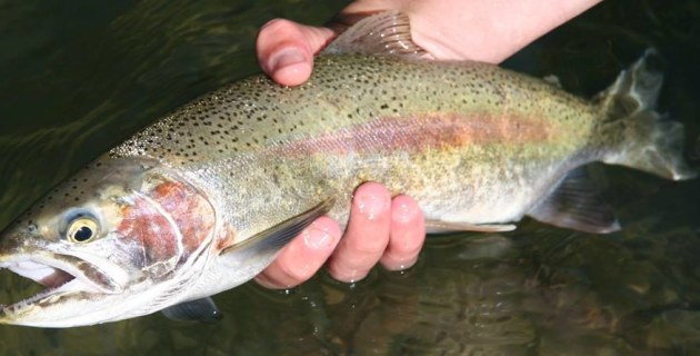 500 redfin-proof rainbows for Lake Oberon - Fishing World