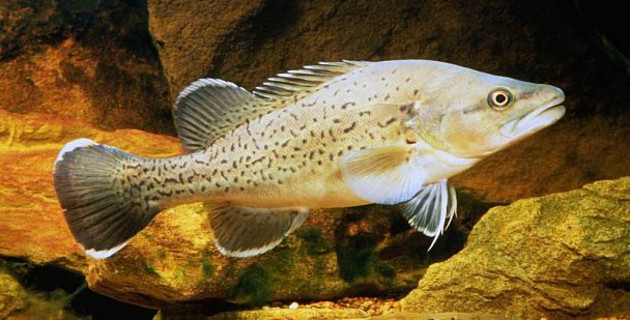 Trout cod restocked in Macquarie River - Fishing World