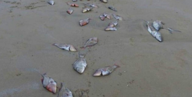 Fisheries Queensland: Dispose of fish frames safely - Fishing World