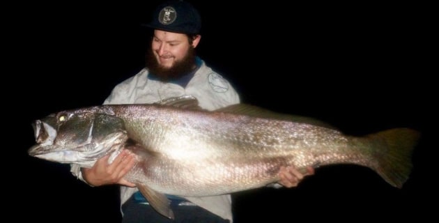 Monster mulloway recaptured! - Fishing World