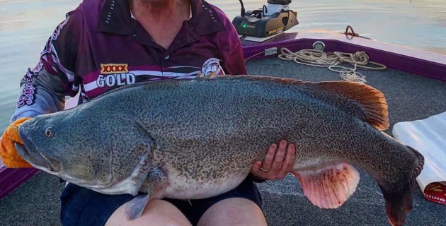 Metre cod caught off the surface at Mulwala, Vic - Fishing World