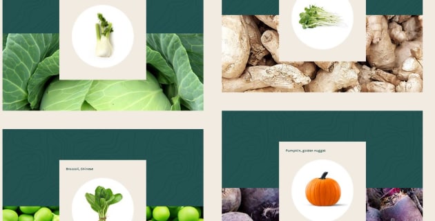 'Veggycation' website revamped - Food & Drink Business