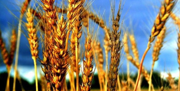 Foodbank puts Weet-Bix on the breakfast table - PKN Packaging News