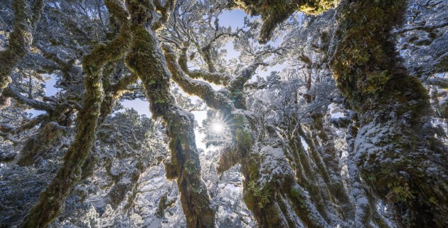 Behind the Lens: Enchanted forest - Australian Photography