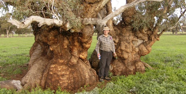 A Tree Emblem for Australia - Australian Wood Review