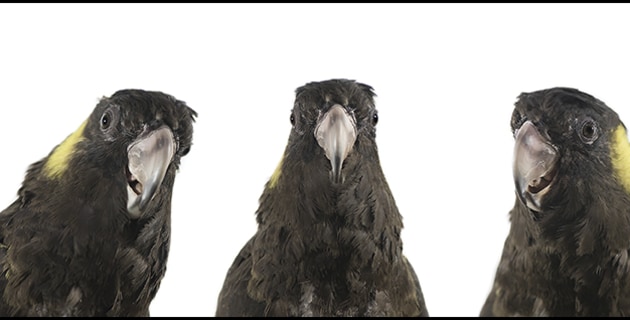 New exhibition celebrates Australia's unique parrot species ...