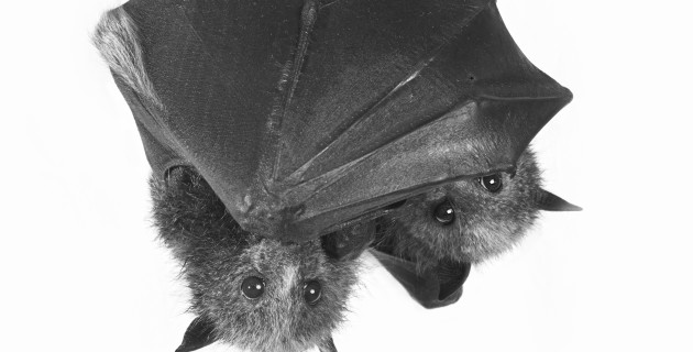 The Urban Lair by Robert McRobbie - Capture magazine