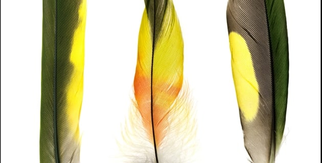 Light as a Feather by Angela Robertson-Buchanan - Capture magazine