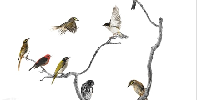 Birdtown – A BirdLife Australia Bird Week Exhibition - Capture magazine