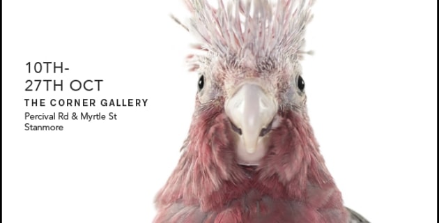 Parrots – A BirdLife Australia Bird Week Exhibition by Angela Robertson ...