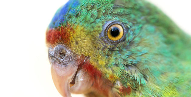 Little Birds - A Birdlife Australia Bird Week Exhibition - Capture magazine