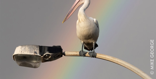 ANIMAL 2024 - Capture magazine