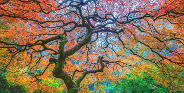 JULY THEME: "NATURE AS ART" - Great Walks