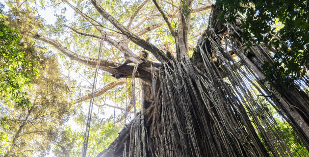May theme: Trees and Plants - Australian Photography