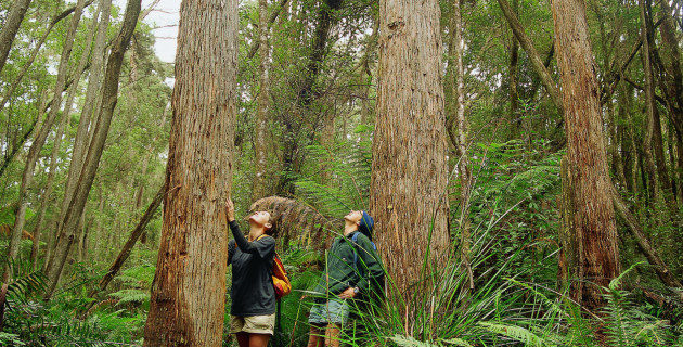 August theme: IN THE FOREST - Great Walks