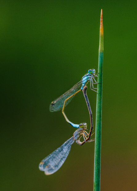 How to shoot insects - Australian Photography