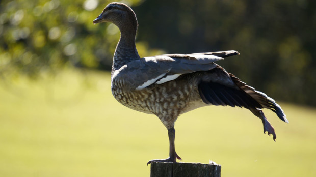 Backyard Ballet - Australian Photography