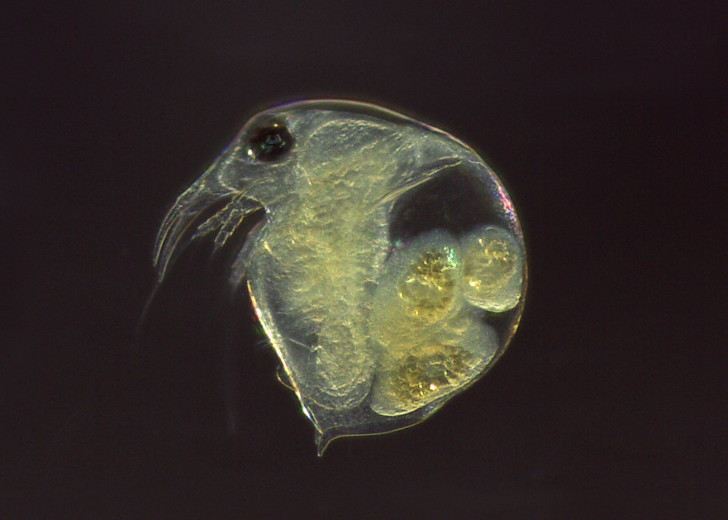 Cryptic creatures from the creek - Australian Photography