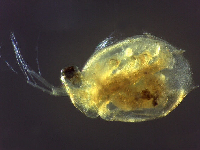Cryptic creatures from the creek - Australian Photography