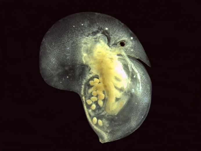 Cryptic creatures from the creek - Australian Photography