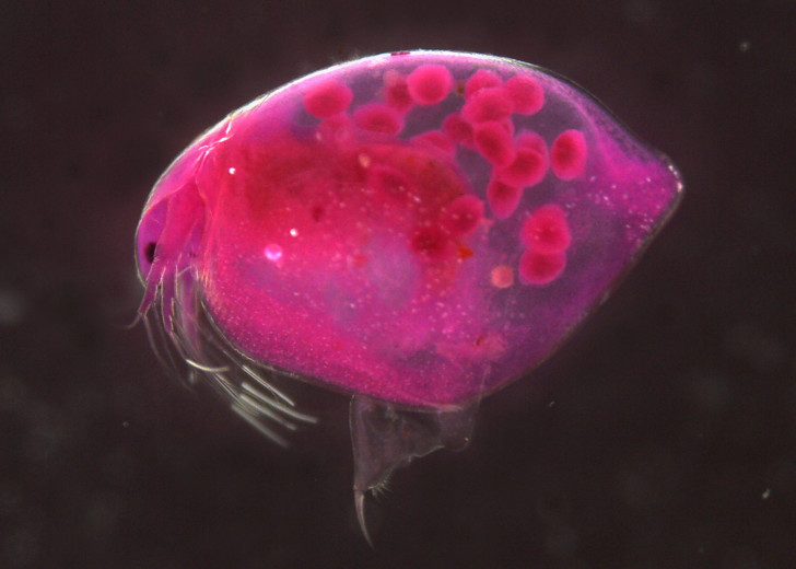 Cryptic creatures from the creek - Australian Photography