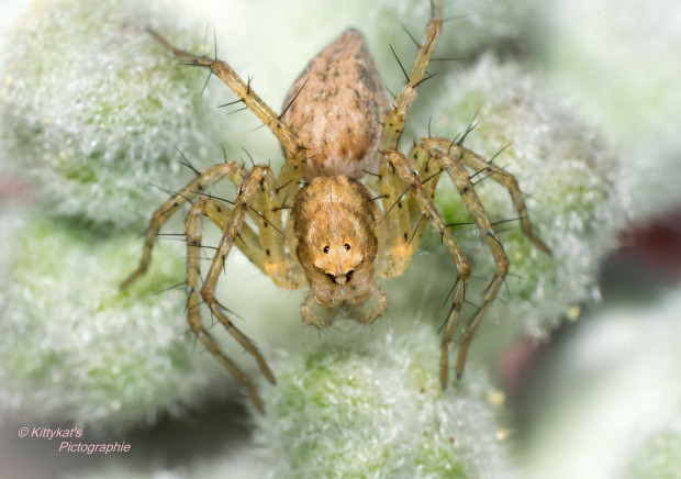 Spider - Australian Photography