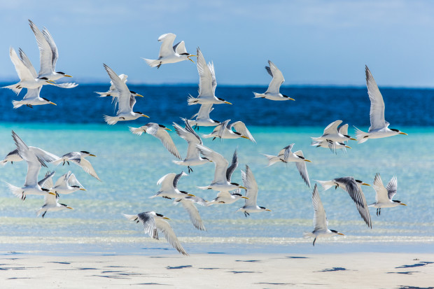 Terns in Flight - Australian Photography