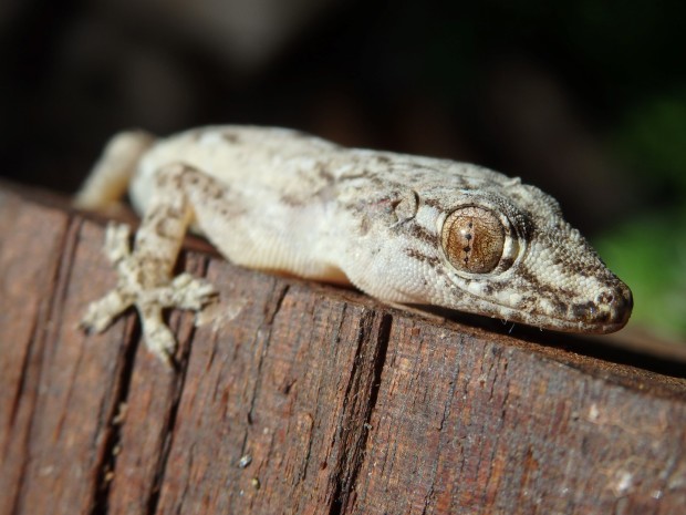 Gecko in the wood pile - Australian Photography