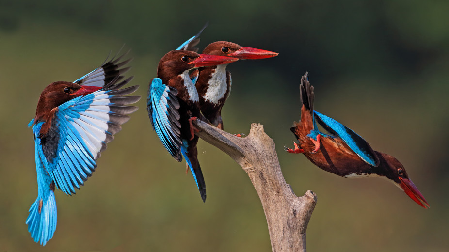 More birds in action - Australian Photography