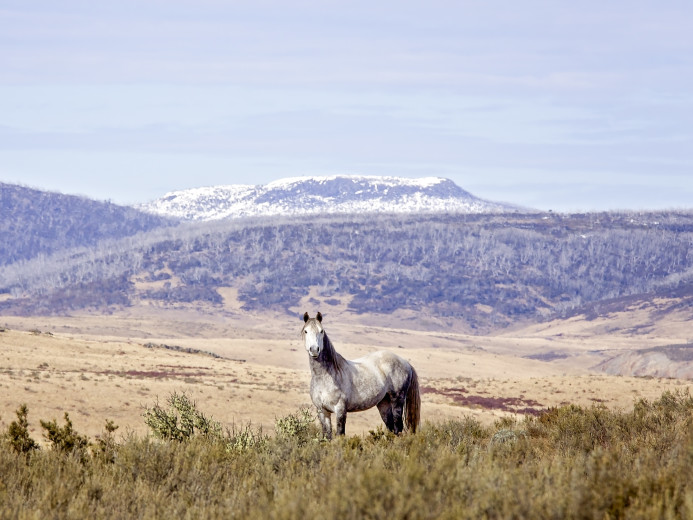 The Australian Brumby - Australian Photography