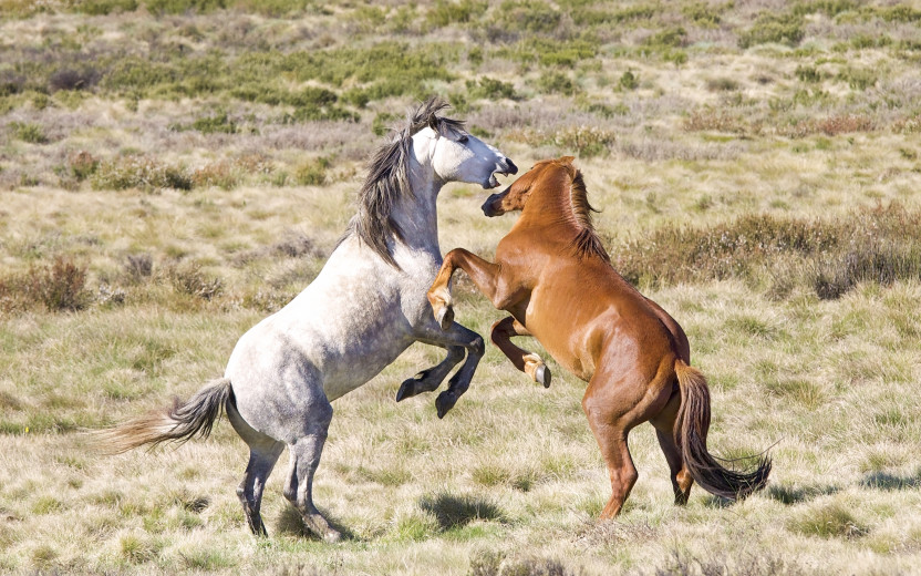The Australian Brumby - Australian Photography